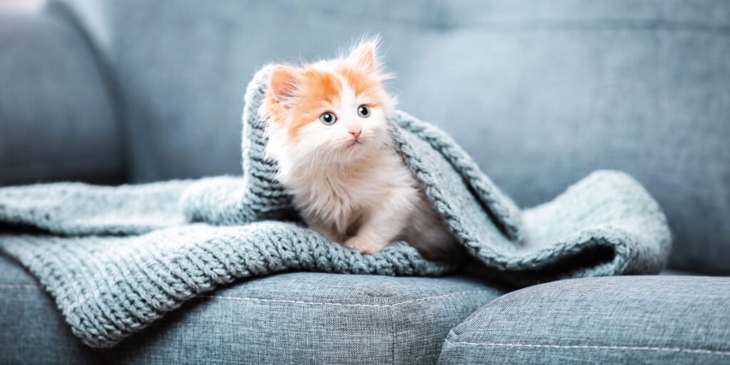 Understanding Cats' Pussys: A Comprehensive Guide for Cat Owners 4 ...