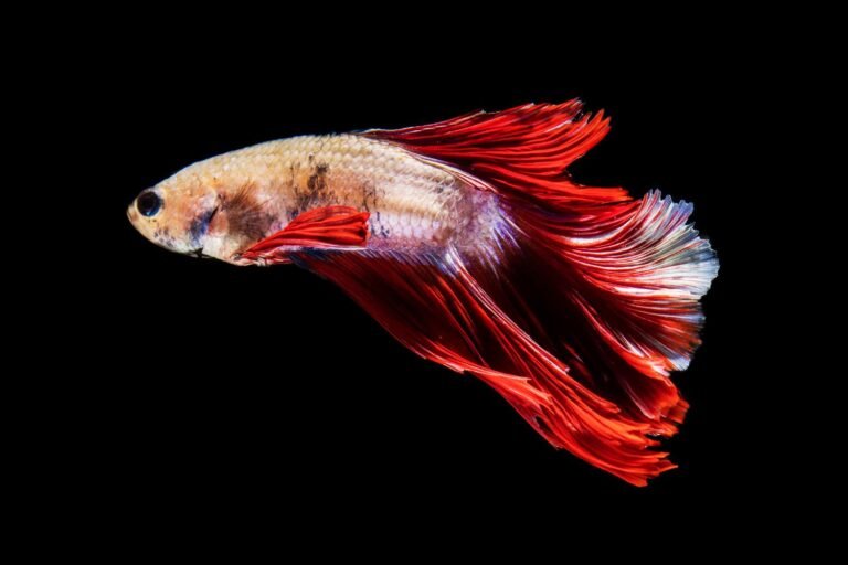 Discover the Enchanting World of Bubble Eye Fish: Meet the Bubbliest ...